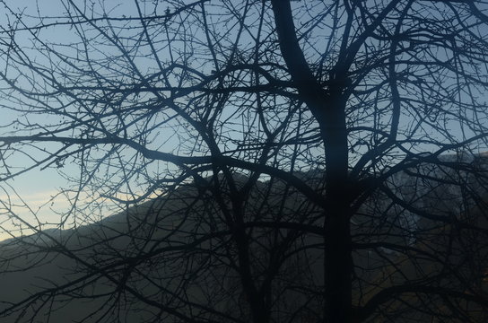 Imágenes de Ramaje: descubre bancos de fotos, ilustraciones, vectores y ...