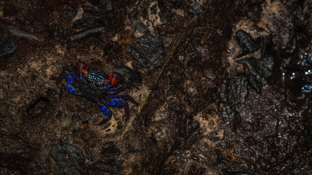 Crustaceae Images – Browse 61 Stock Photos, Vectors, and Video | Adobe ...