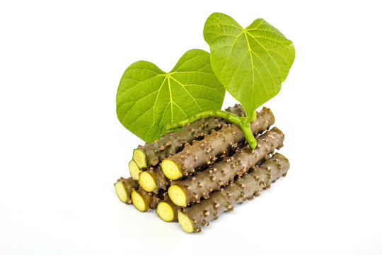 Giloe Bilder – Durchsuchen 539 Archivfotos, Vektorgrafiken und Videos ...