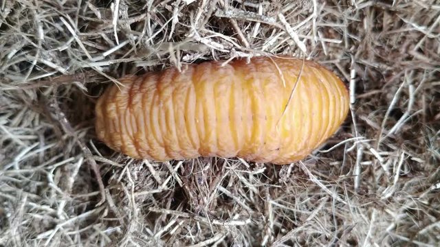 Chontacuro Bilder – Durchsuchen 30 Archivfotos, Vektorgrafiken und ...