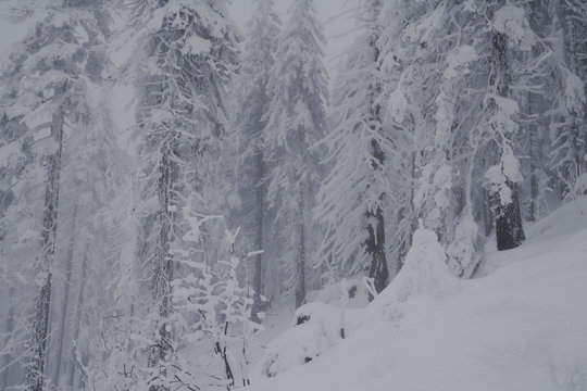 Wintersturm Imagens – Procure 630 fotos, vetores e vídeos | Adobe Stock