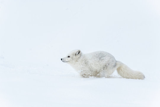 Arctic Fox Running Images – Browse 653 Stock Photos, Vectors, and Video ...