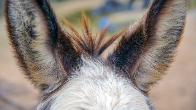 "Donkey Ears" Images – Browse 300 Stock Photos, Vectors, and Video ...