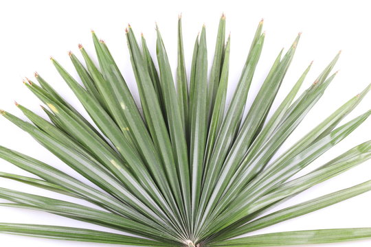 รูปภาพAnahaw – เลือกดูภาพถ่ายสต็อก เวกเตอร์ และวิดีโอ506 | Adobe Stock