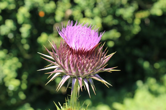 Alcachofera Images – Browse 73 Stock Photos, Vectors, and Video | Adobe ...