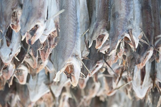 17,317 BEST Stockfish IMAGES, STOCK PHOTOS & VECTORS | Adobe Stock