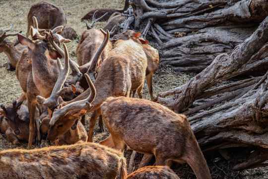 รูปภาพBarasingha – เลือกดูภาพถ่ายสต็อก เวกเตอร์ และวิดีโอ1,072 | Adobe ...