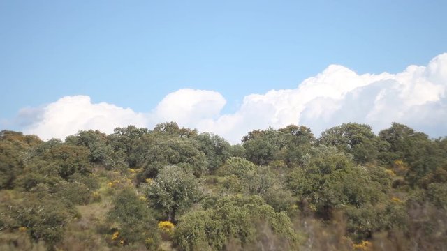 Imagens de Carvalhal – Explore Fotografias do Stock, Vetores e Vídeos ...