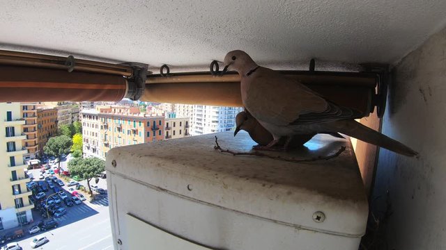 Imágenes de Nidify: descubre bancos de fotos, ilustraciones, vectores y ...