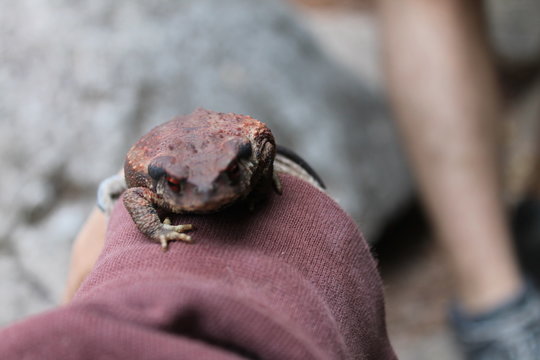 "Sapo Bilder – Durchsuchen 2,462 Archivfotos, Vektorgrafiken und Videos ...