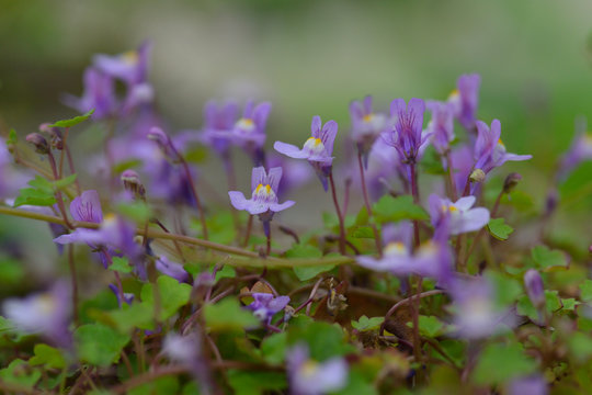 รูปภาพ"Zygomorphe – เลือกดูภาพถ่ายสต็อก เวกเตอร์ และวิดีโอ80 | Adobe Stock