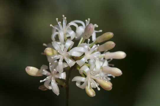 Smilax Images – Browse 399 Stock Photos, Vectors, and Video | Adobe Stock