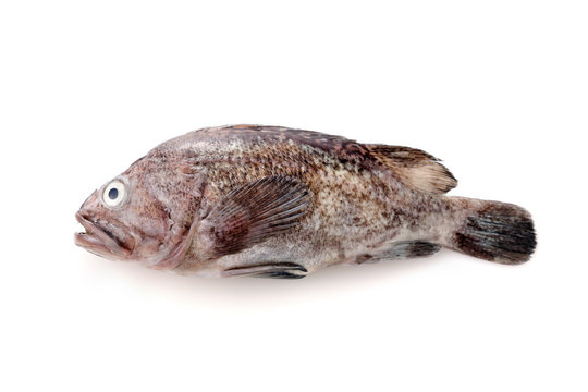 Jacopever Images – Browse 21 Stock Photos, Vectors, and Video | Adobe Stock