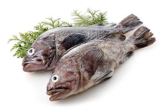 Jacopever Images – Browse 21 Stock Photos, Vectors, and Video | Adobe Stock