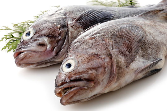 Jacopever Images – Browse 21 Stock Photos, Vectors, and Video | Adobe Stock