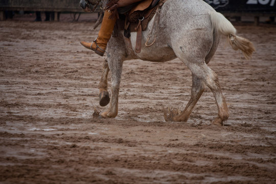 รูปภาพRodeio – เลือกดูภาพถ่ายสต็อก เวกเตอร์ และวิดีโอ84 | Adobe Stock