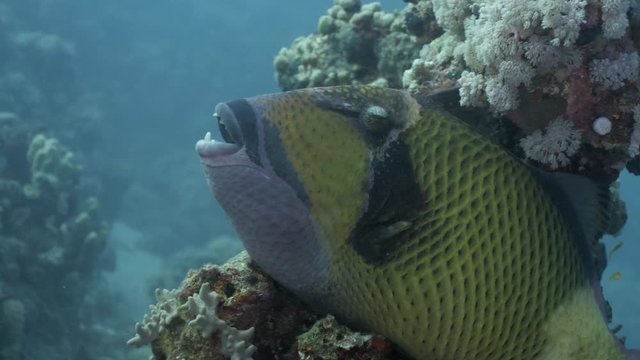 "Moustache Triggerfish" Images – Browse 92 Stock Photos, Vectors, and ...