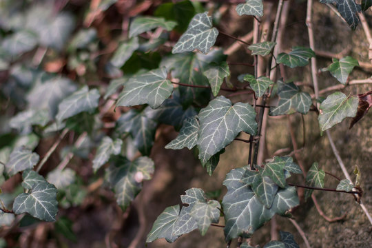 Imágenes de Efeuranken: descubre bancos de fotos, ilustraciones ...