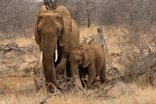Pachiderma Bilder – Durchsuchen 777 Archivfotos, Vektorgrafiken und ...