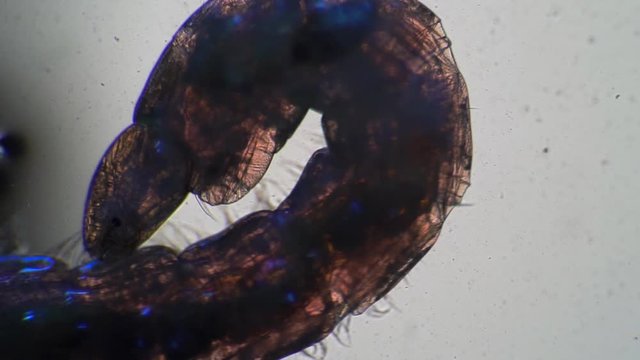 Chaoborus Images – Browse 37 Stock Photos, Vectors, and Video | Adobe Stock