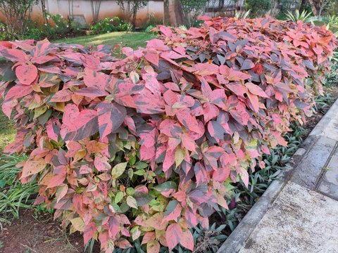Acalypha Wilkesiana Java White