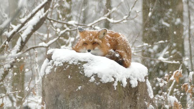 Schneefuchs Bilder – Durchsuchen 47,245 Archivfotos, Vektorgrafiken und ...