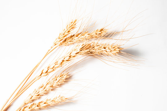 Garbe Bilder – Durchsuchen 34,514 Archivfotos, Vektorgrafiken und ...