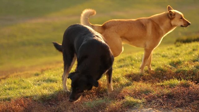 Dogs Stock Videos – 468,232 HD & 4K Footage Clips | Adobe Stock