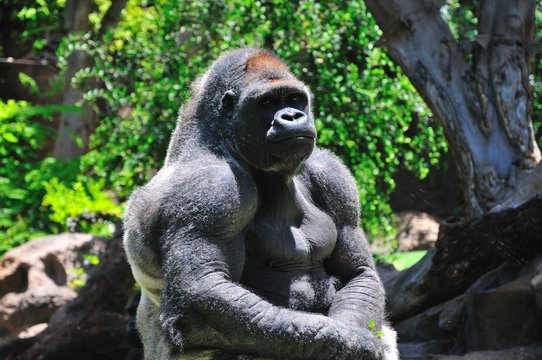 Goryl Images – Browse 96 Stock Photos, Vectors, and Video | Adobe Stock