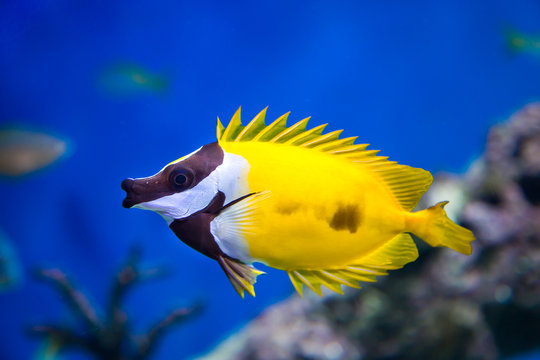 Foxface Rabbitfish