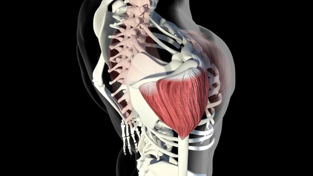 Cat Anatomy Imagens – Procure 16,423 fotos, vetores e vídeos | Adobe Stock