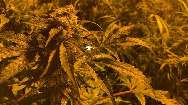 Bho Images – Browse 568 Stock Photos, Vectors, and Video | Adobe Stock