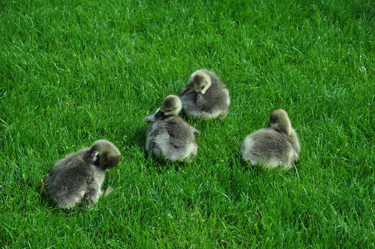 Enten-Baby Bilder – Durchsuchen 1,482 Archivfotos, Vektorgrafiken und ...