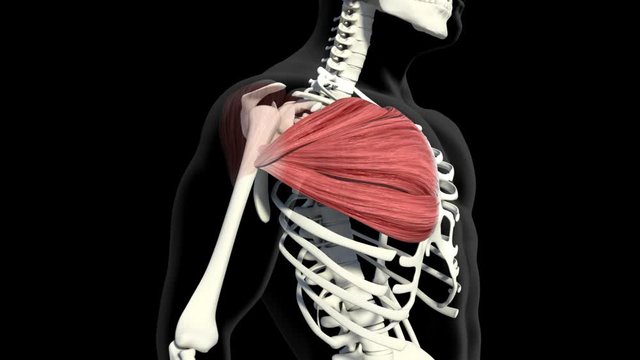 Pectoral Images – Browse 32,178 Stock Photos, Vectors, and Video ...