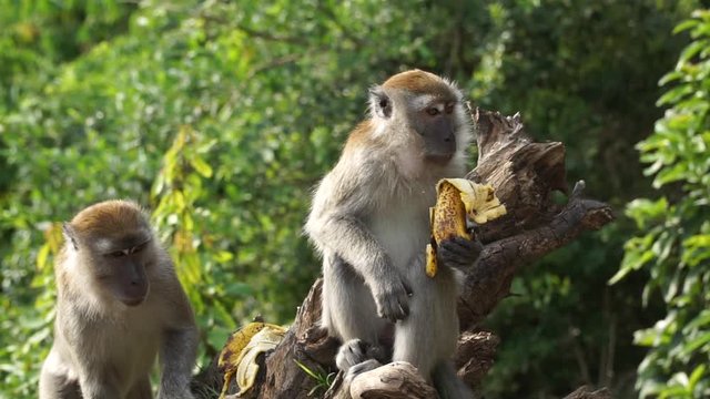 รูปภาพCynomolgus – เลือกดูภาพถ่ายสต็อก เวกเตอร์ และวิดีโอ17,847 | Adobe ...