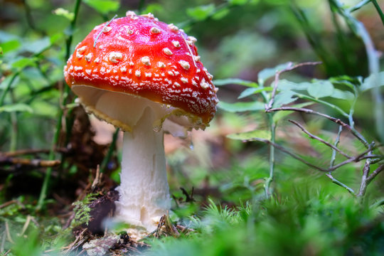 Toadstool Images – Browse 1,367,050 Stock Photos, Vectors, and Video ...