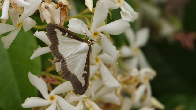 "Box Tree Moth" Images – Browse 1,911 Stock Photos, Vectors, and Video ...