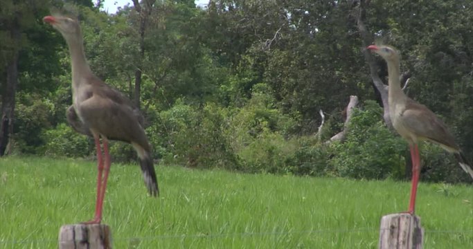 Cariamiformes Images – Browse 112 Stock Photos, Vectors, and Video ...