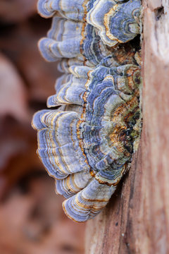 Saprotrophs Billeder – Gennemse 2,971 stockfotos, vektorer og videoer ...