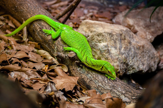 Green Tree Monitor