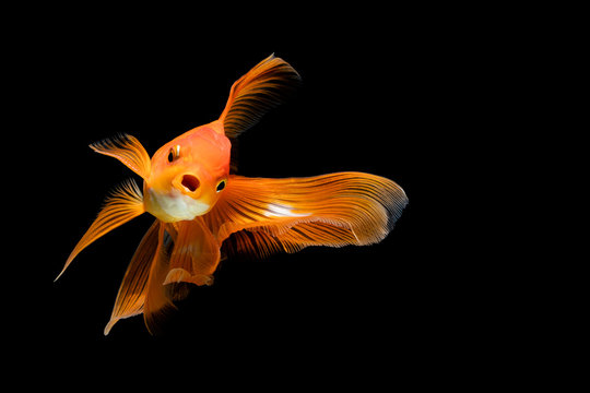Free Fish Images – Browse 11,323 Free Stock Photos, Vectors, and Video ...