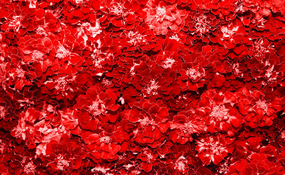 Ocimen Bilder – Durchsuchen 59 Archivfotos, Vektorgrafiken und Videos ...