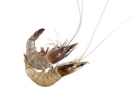 รูปภาพFenneropenaeus – เลือกดูภาพถ่ายสต็อก เวกเตอร์ และวิดีโอ126 ...