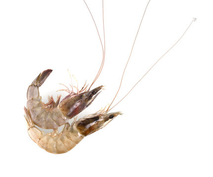 รูปภาพFenneropenaeus – เลือกดูภาพถ่ายสต็อก เวกเตอร์ และวิดีโอ126 ...