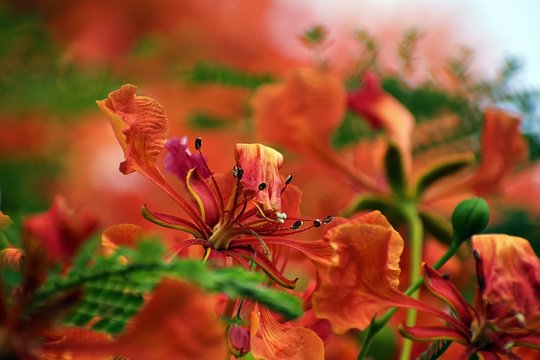 Verdures bilder – Bläddra bland 70 stockfoton, vektorer och videor ...