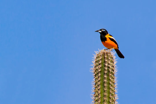 Turpial-Bilder: Stock-Fotos & -Videos. | Adobe Stock