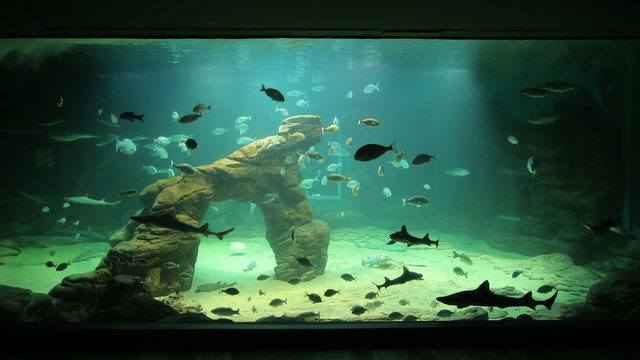 Acuarium Images – Browse 168 Stock Photos, Vectors, and Video | Adobe Stock