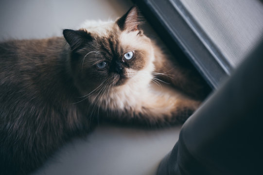 Mutt-Cat Images – Browse 81 Stock Photos, Vectors, and Video | Adobe Stock