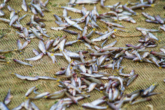 Pescaditos Images – Browse 98 Stock Photos, Vectors, and Video | Adobe ...