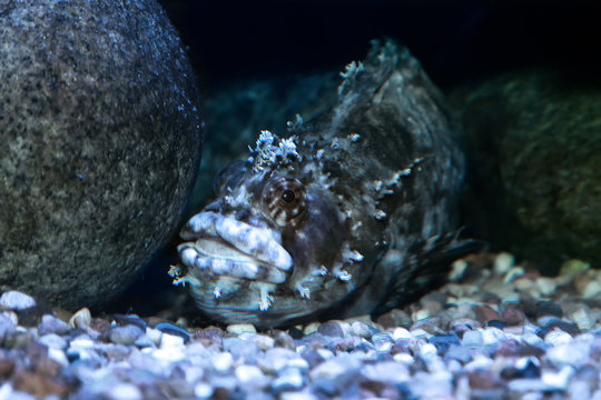 Wreckfish Images – Browse 224 Stock Photos, Vectors, and Video | Adobe ...